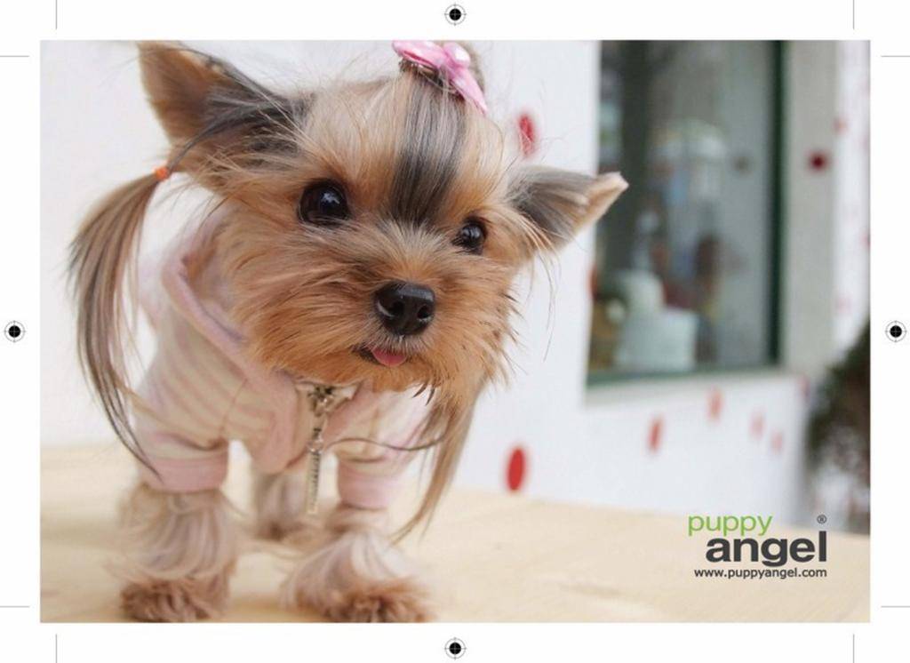 Apparel | Clothing | Yorkie Hotel Boutique | Grooming | Port Elizabeth